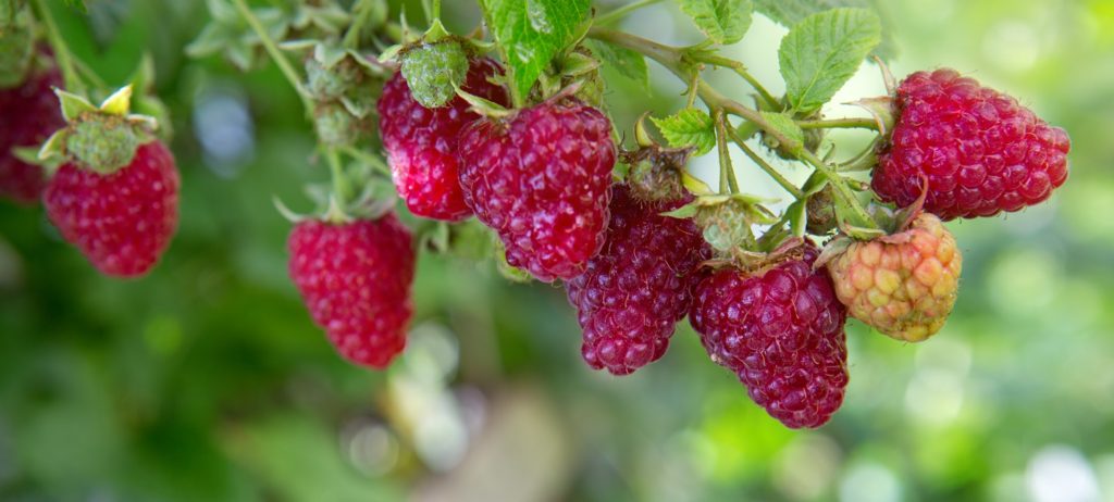 Autumn Bliss Primocane Organic Red Raspberry Plant - Backyard Berry Plants