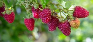 Autumn Bliss Primocane Organic Red Raspberry Plant - Backyard Berry Plants