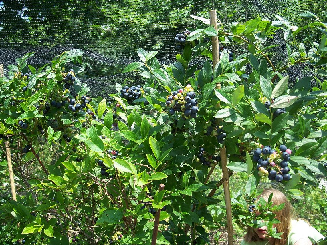 Planting Guides - Backyard Berry Plants