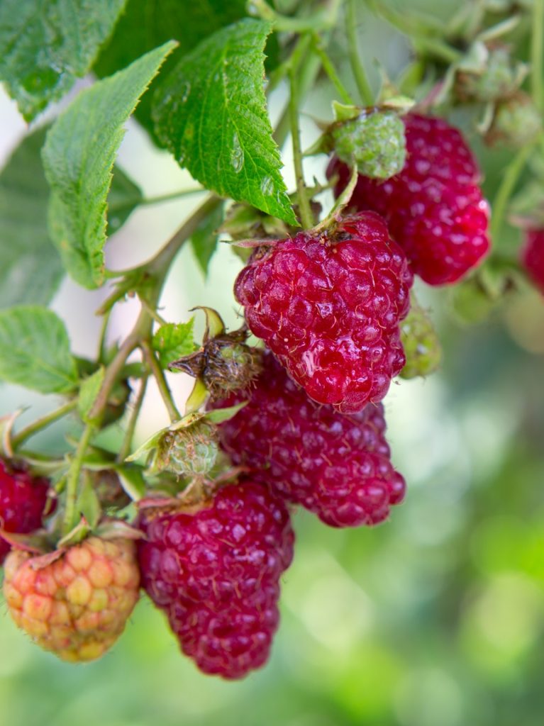 Jaclyn Primocane Producing Organic Red Raspberry Plant - Backyard Berry ...
