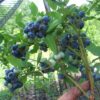 Blueberry Starter Collection #7 : Organic Wild Lowbush Blueberry Plants ...