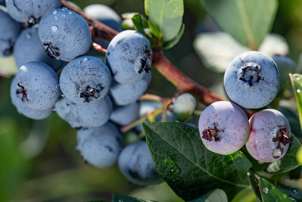 Organic Blueberry Plants North Sky and Chippewa combo Spring Sale ...