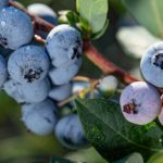 Lowbush and Wild Blueberry Plants Archives - Backyard Berry Plants