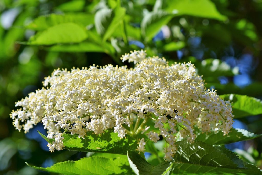 Organic Elderberry Collection - Backyard Berry Plants