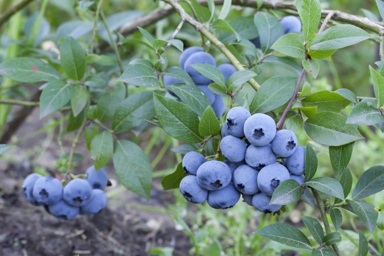 Sweetheart Highbush Organic Blueberry Plant - Backyard Berry Plants