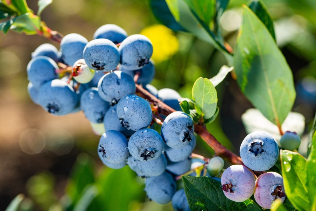 Blue Gold Highbush Organic Blueberry Plant - Backyard Berry Plants