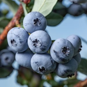 Sunshine Blue Southern Highbush Organic Blueberry Plant - Backyard ...