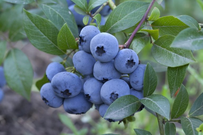 Organic Low-Chill/Southern Highbush Blueberry Special - Backyard Berry ...