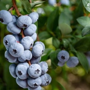 Sunshine Blue Southern Highbush Organic Blueberry Plant - Backyard ...