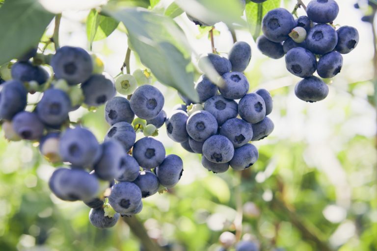 Draper Highbush Organic Blueberry Plant - Backyard Berry Plants