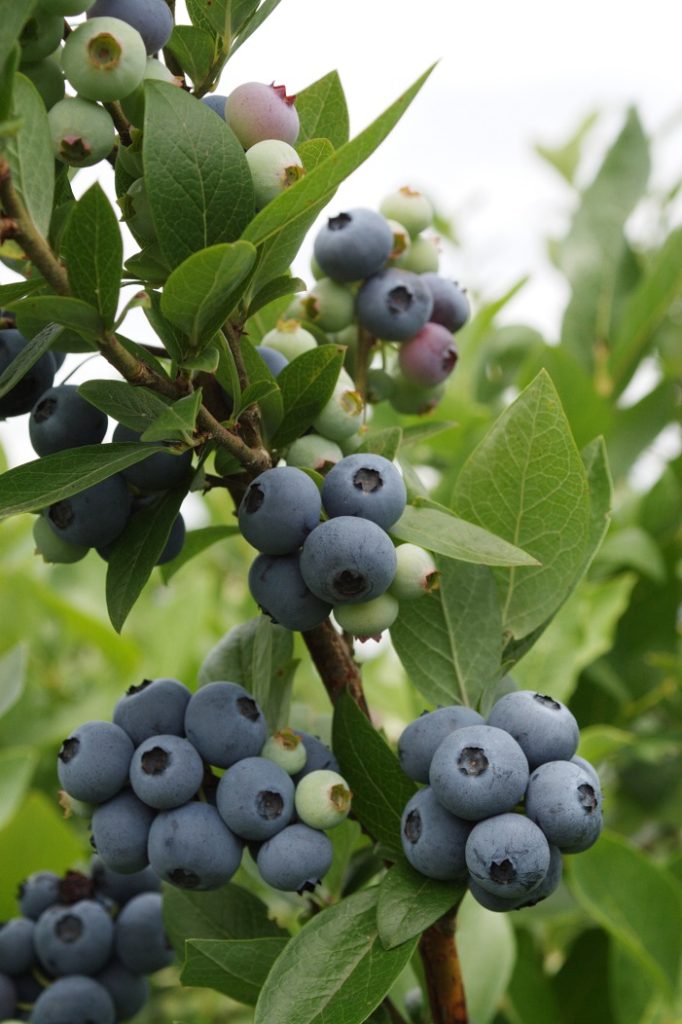 Robeson Rabbiteye Organic Blueberry Plant - Backyard Berry Plants