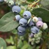 Blue Ray Highbush Organic Blueberry Plant - Backyard Berry Plants