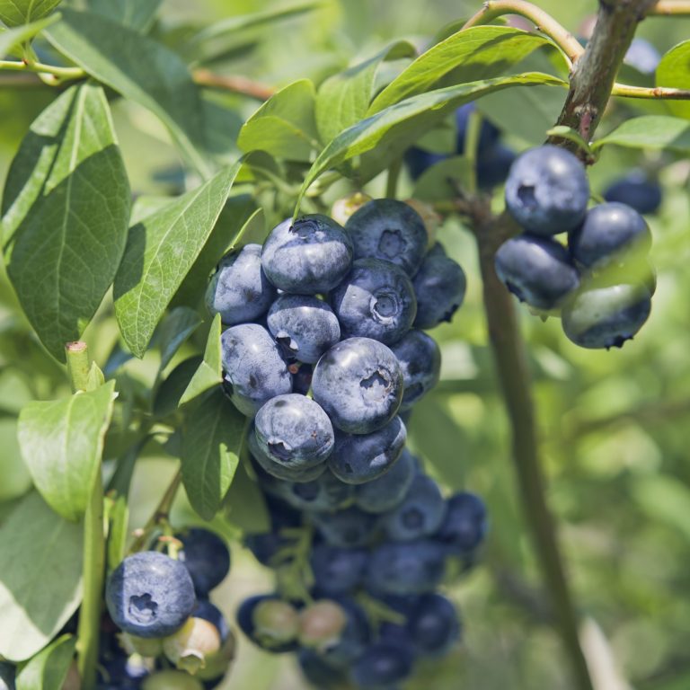 Blue Ray Highbush Organic Blueberry Plant - Backyard Berry Plants