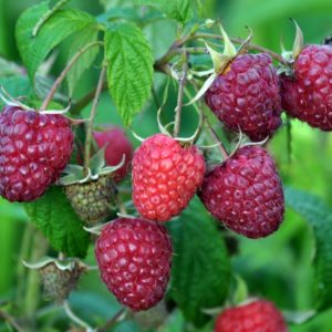 Autumn Britten Primocane Producing Organic Red Raspberry - Backyard ...