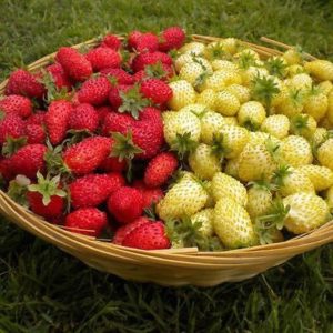 Attila Organic Alpine Strawberry Quart Size Plant 4-pack - Backyard ...
