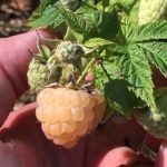 Raspberry Plants Archives - Backyard Berry Plants