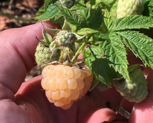Anne Primocane Producing Golden Organic Raspberry - Backyard Berry Plants