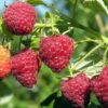 Raspberry Plants Archives - Backyard Berry Plants