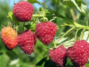 Autumn Britten Primocane Producing Organic Red Raspberry - Backyard ...