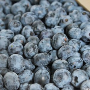 Low Chill Highbush Blueberry Plants Archives - Backyard Berry Plants