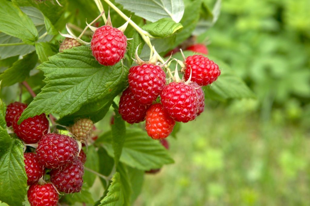 Caroline Primocane Producing Organic Red Raspberry Plant - Backyard ...