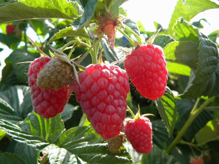 Eden Floricane Producing Organic Red Raspberry - Backyard Berry Plants