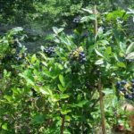 Lowbush and Wild Blueberry Plants Archives - Backyard Berry Plants