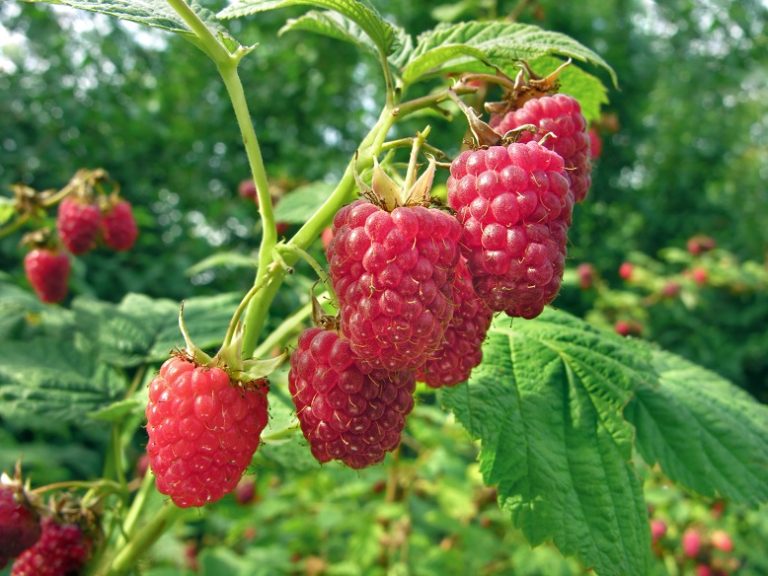 Polka Primocane Producing Organic Red Raspberry Plant - Backyard Berry ...