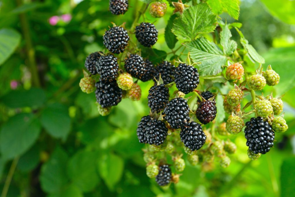 Navaho Organic Blackberry Plant - Backyard Berry Plants