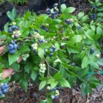 Lowbush and Wild Blueberry Plants Archives - Backyard Berry Plants