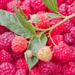 Backyard Berry Plants Home - Backyard Berry Plants