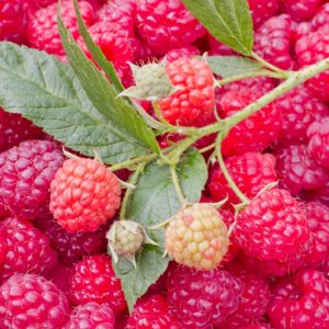 Red Raspberry Plants Archives - Backyard Berry Plants