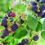 Apache Organic Blackberry Plant - Backyard Berry Plants