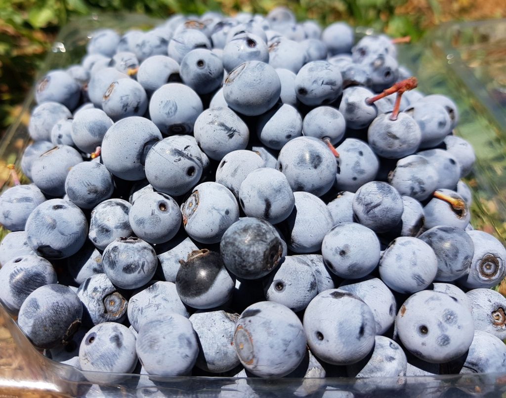 Onslow Rabbiteye Organic Blueberry Plant - Backyard Berry Plants