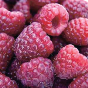 Royalty Floricane Producing Organic Purple Raspberry Plant - Backyard ...