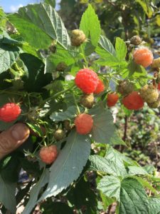 Sunset Primocane Producing Organic Raspberry - Backyard Berry Plants