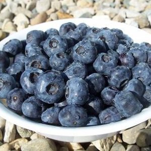 Rabbiteye Blueberry Plants Archives - Backyard Berry Plants