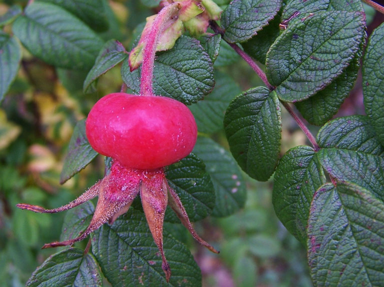 Rugosa Rose Organic Potted Plant - Backyard Berry Plants