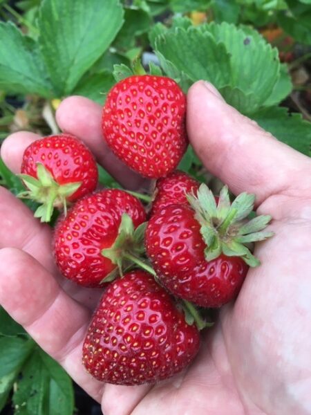 Organic Strawberry Plant Cultivar Descriptions - Backyard Berry Plants