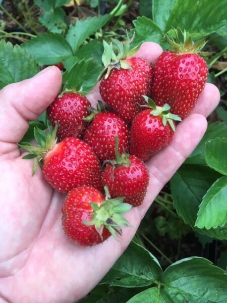 Organic Strawberry Plant Cultivar Descriptions - Backyard Berry Plants