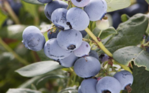 Misty Organic Southern Highbush Blueberry Plant - Backyard Berry Plants