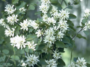 Saskatoon Organic Plant "Regent" (Amelanchier alnifolia) - Backyard ...