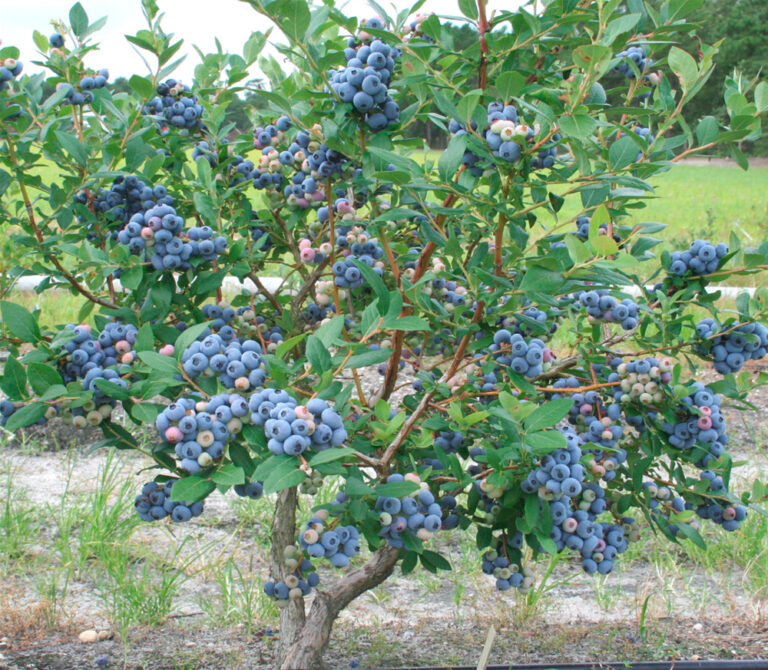 Talisman Highbush Organic Blueberry Plant - Backyard Berry Plants