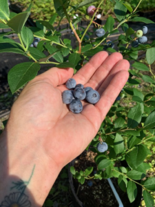 Talisman Highbush Organic Blueberry Plant - Backyard Berry Plants
