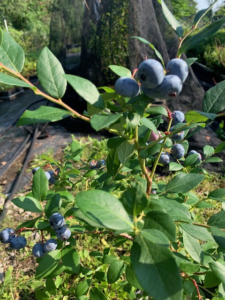 Talisman Highbush Organic Blueberry Plant - Backyard Berry Plants