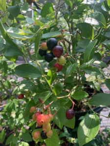 Trentberry low chill Organic Blueberry Plant - Backyard Berry Plants